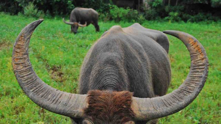 Cornuto! Ecco da dove nasce l’espressione per chi viene tradito