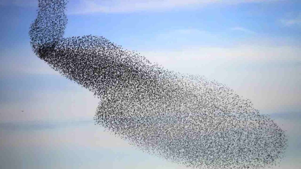 Perchè gli uccelli volano sempre insieme e formano strani simboli? - Il ...